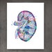 Anatomy Posters Medical Art Anatomical Heart Brain Lungs Liver - Etsy