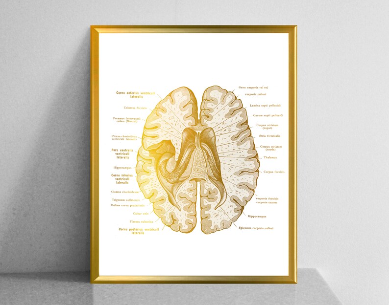 Gold Brain Art Anatomical Brain Poster Neurology Art Brain - Etsy