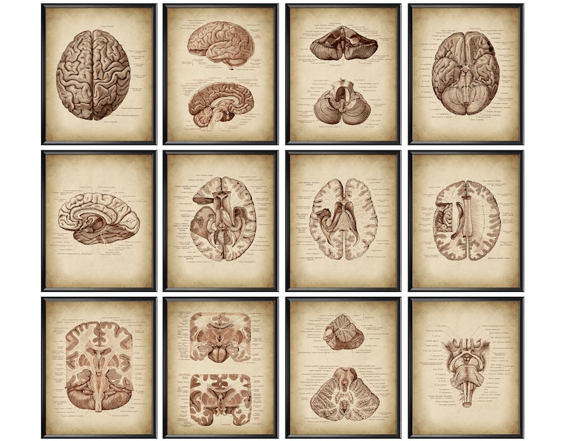 12 Human Anatomical Brain Posters Antique Neurology Art - Etsy