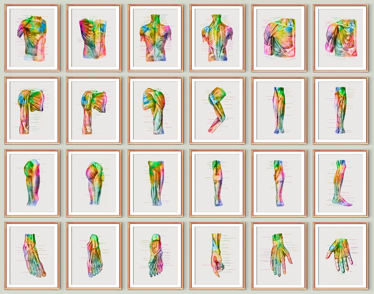 Watercolor Human Anatomy Poster Set of 24 Muscular System Poster Body ...