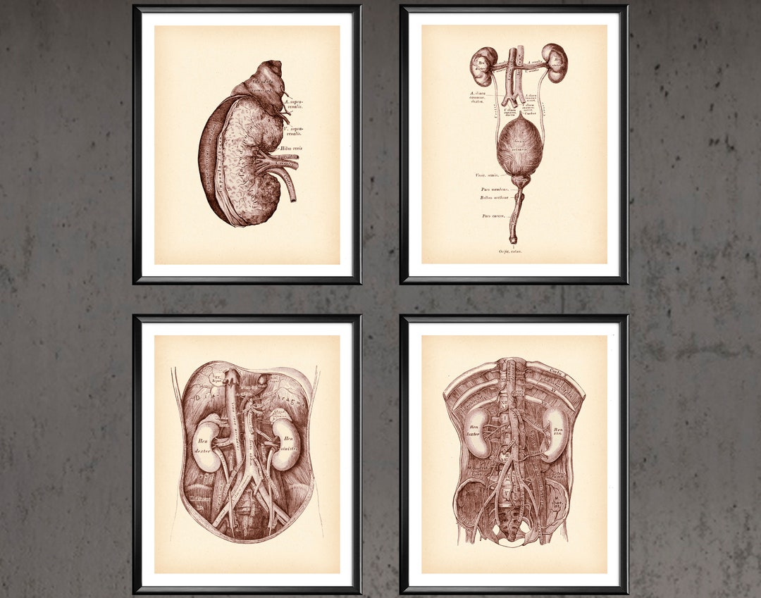 Urinary System Anatomy Print Anatomical Kidney Poster Vintage Medical ...