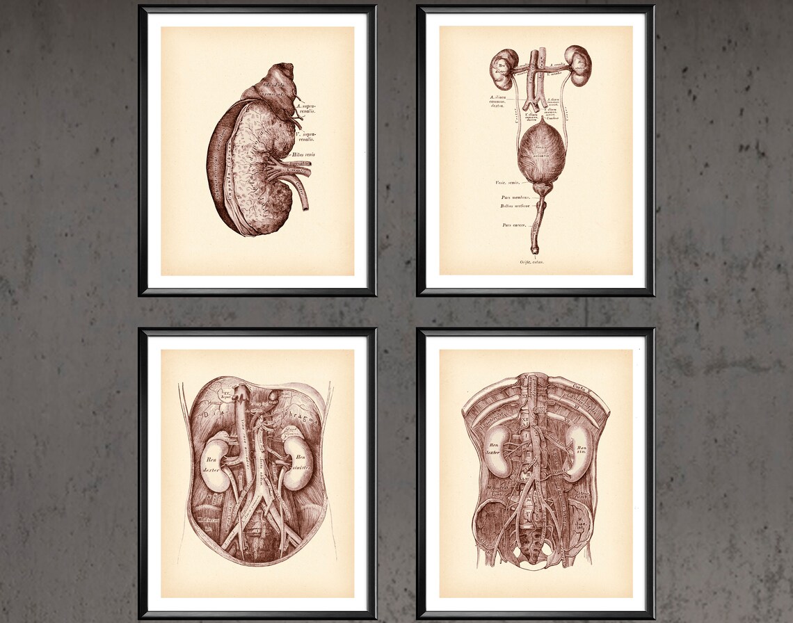 Urinary System Anatomy Print Anatomical Kidney Poster Vintage - Etsy
