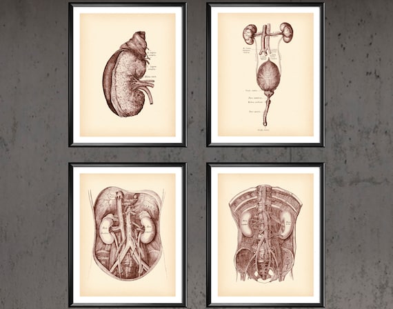 Urinary System Anatomy Print Anatomical Kidney Poster Vintage | Etsy