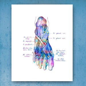 6 Anatomical Artwork, Foot Anatomy Poster, Podiatrist Gift, Foot ...