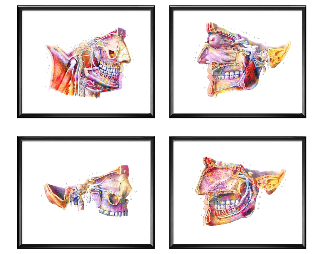 4 Dental Anatomy Posters Tooth Anatomy Art Mouth Healthy Chart Oral ...