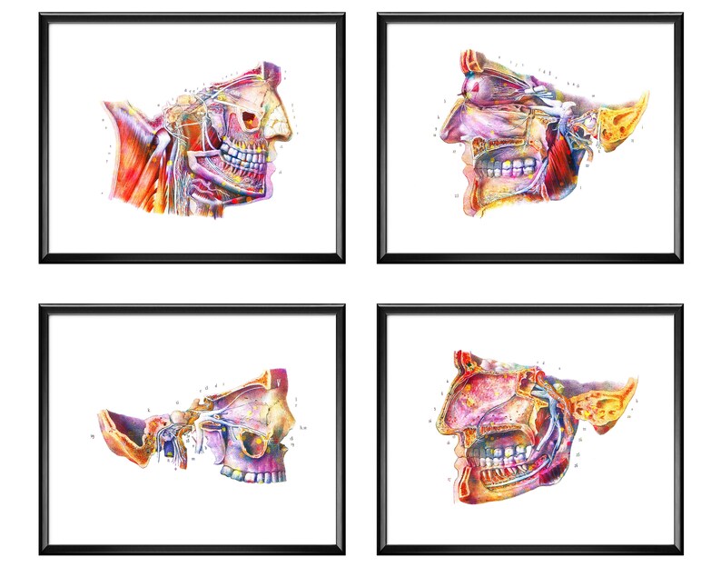 4 Dental Anatomy Posters Tooth Anatomy Art Mouth Healthy Chart - Etsy ...