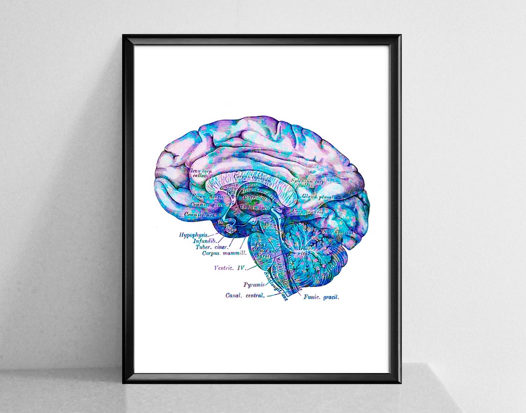 Brain Anatomy Poster Medical Art Neuroanatomy Art Neuroscience Art ...