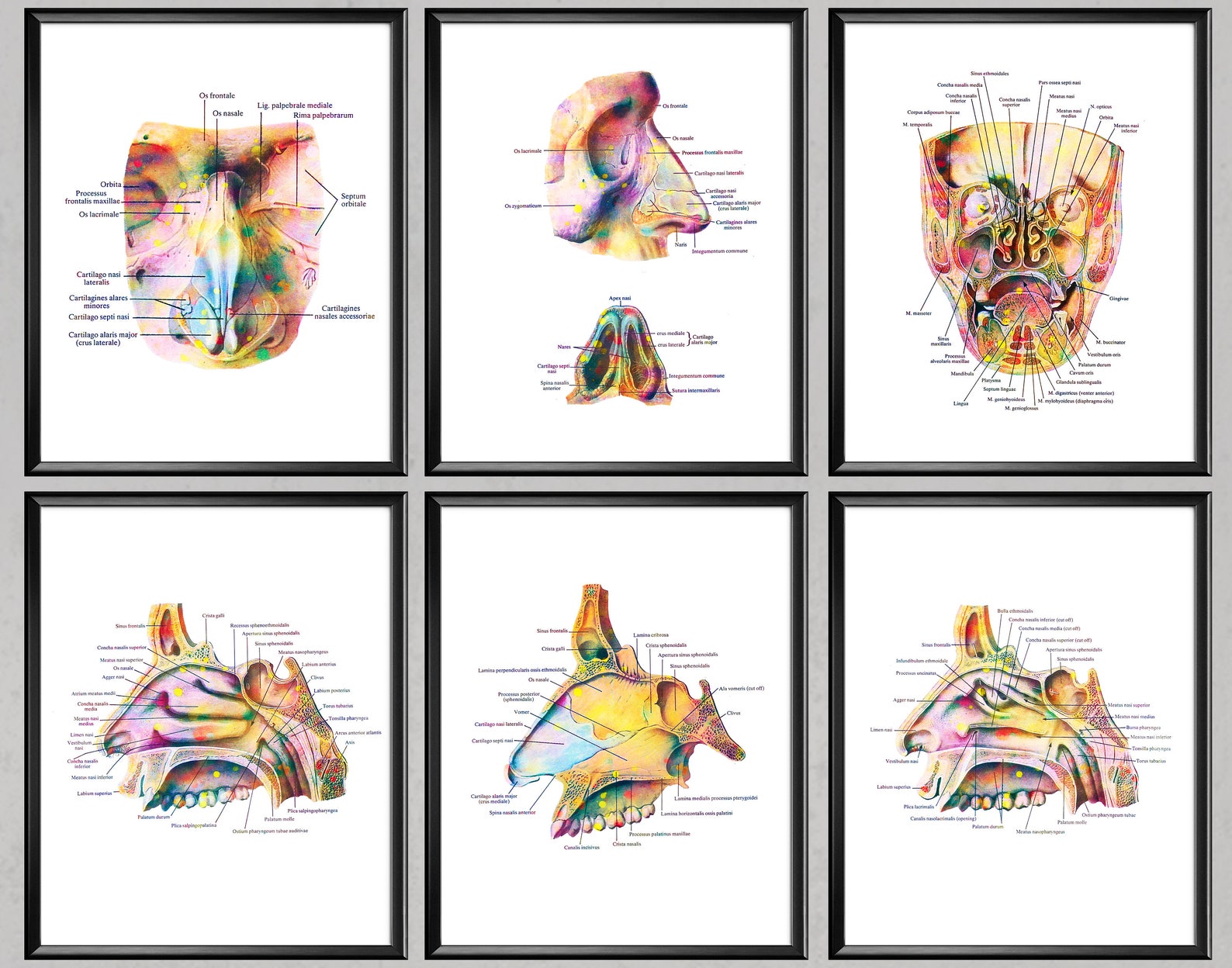 6 Nose Anatomy Art Posters Medical Diagram Nasal Anatomy Art - Etsy