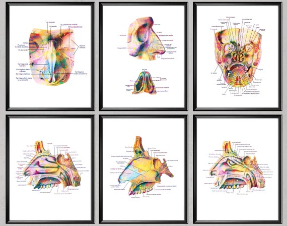 Tableau Des Types De Nez Humains