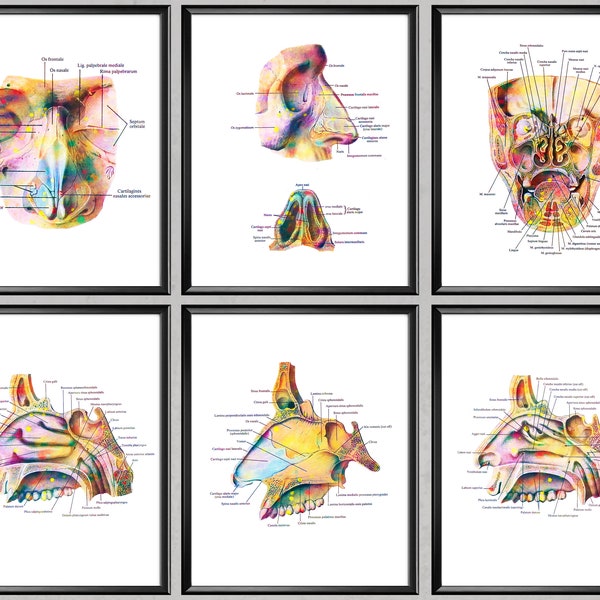 Sinus Anatomy Diagram - Etsy