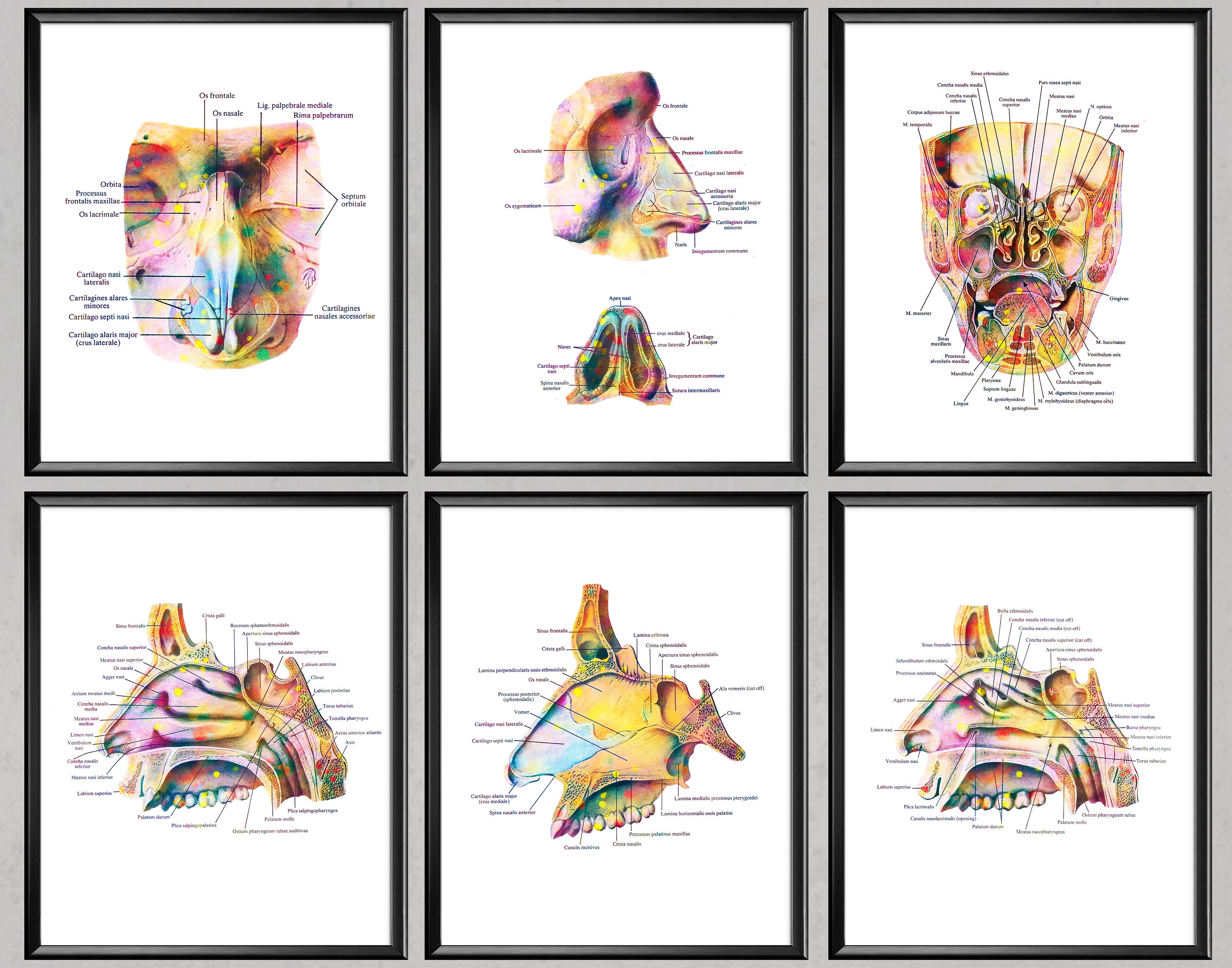 Tableau Des Formes De Nez