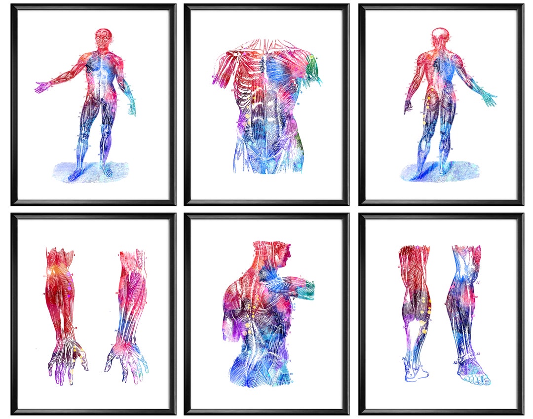 Set 6 Human Anatomy Art Physiology Artwork Sports Therapy Wall Decor ...