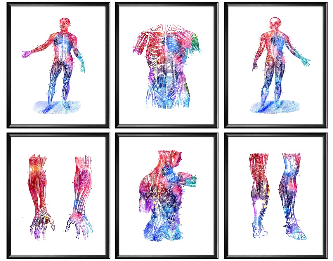 Set 6 Human Anatomy Art Physiology Artwork Sports Therapy Wall - Etsy