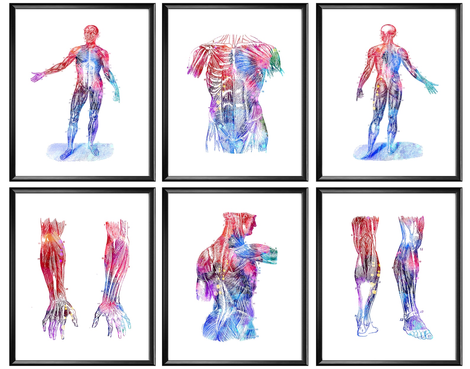 Set 6 Human Anatomy Art Physiology Artwork Sports Therapy Wall - Etsy