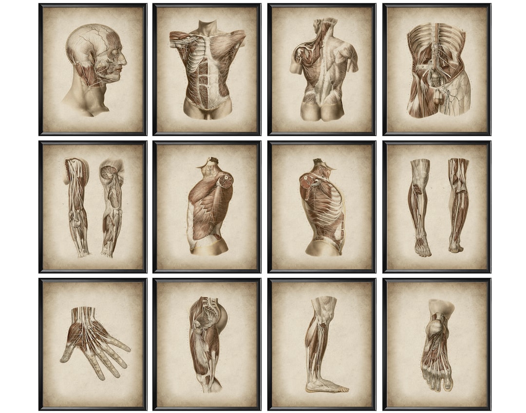 12 Anatomical Posters Vintage Anatomy Art Muscular System Structure ...