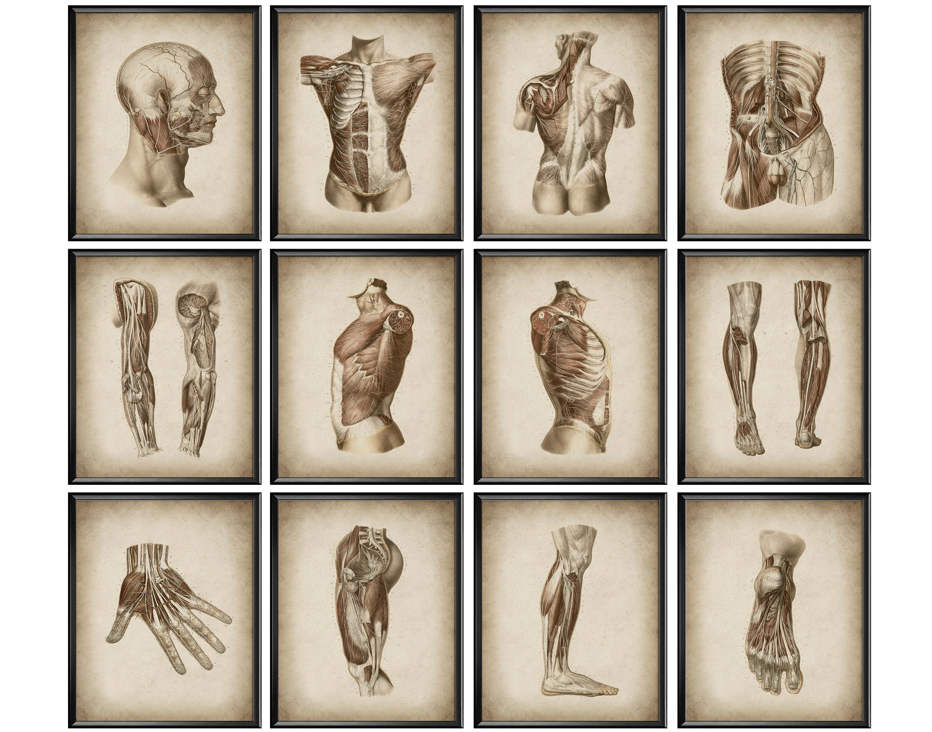 12 Anatomical Posters Vintage Anatomy Art Muscular System Structure ...
