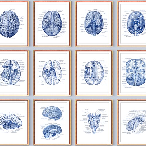 Neurology Art Posters Human Brain Diagram Cross Section Brain - Etsy