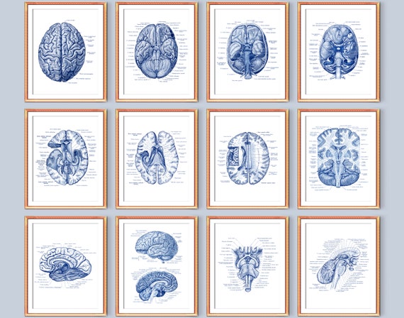 Neurology Art Posters Human Brain Diagram Cross Section Brain | Etsy