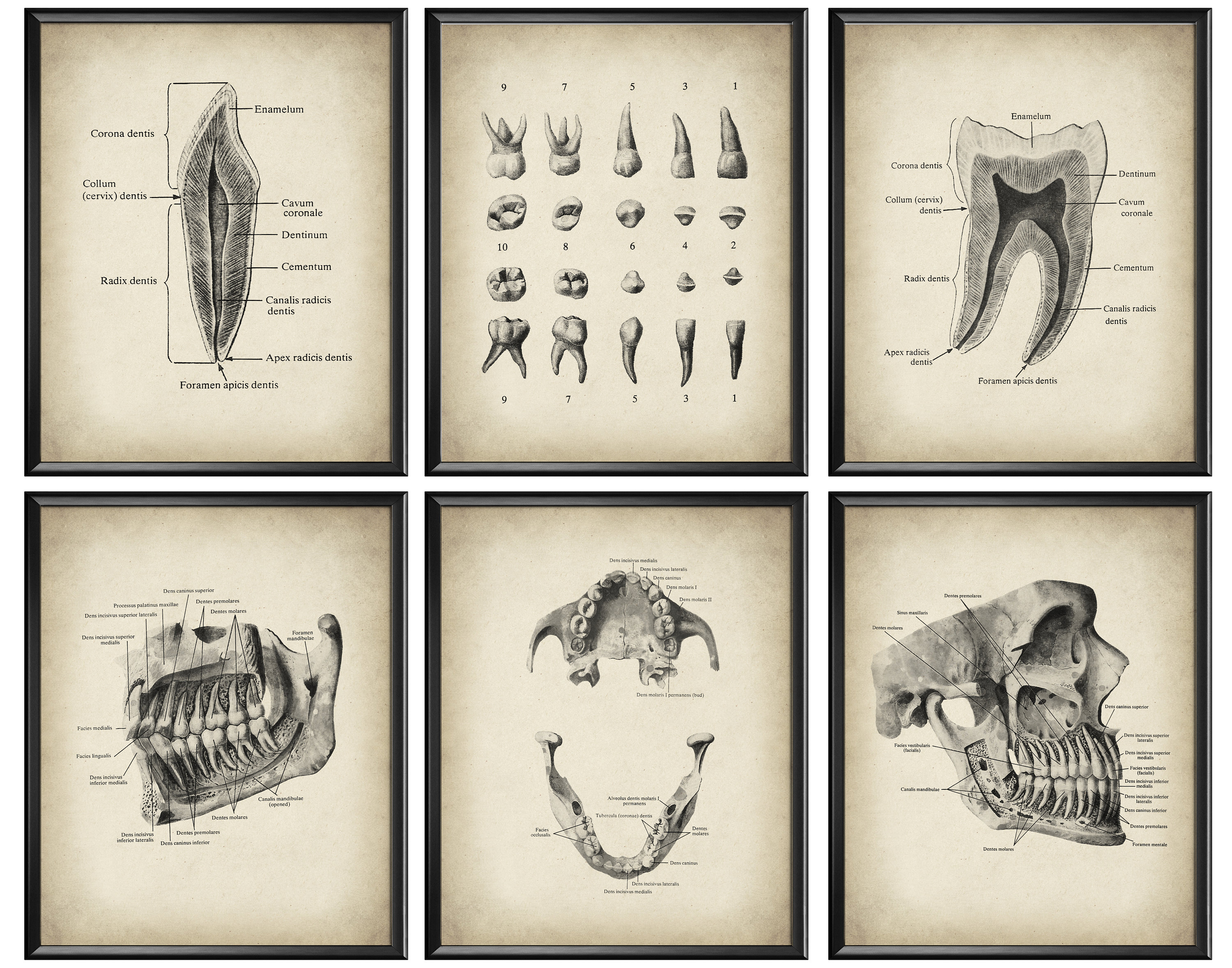Vintage Teeth Anatomy