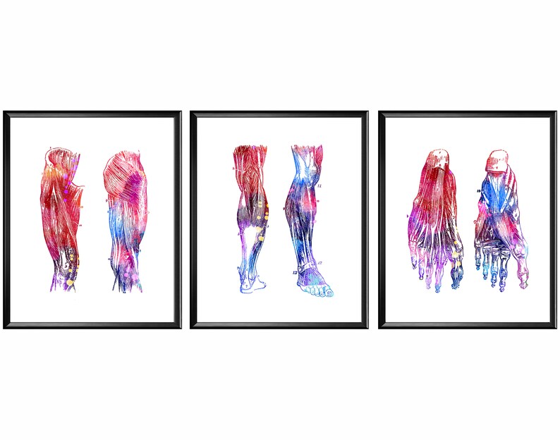 Foot Anatomy Art Muscle Poster Medical Artwork Podiatry Wall - Etsy