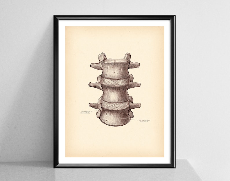 Spinal Anatomy Print Vertebral Column Vertebral Structure | Etsy