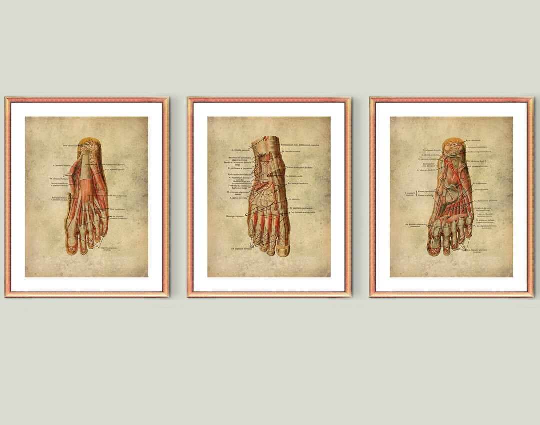 3 Vintage Foot Anatomy Posters Orthopedic Anatomy Medical Art Foot ...