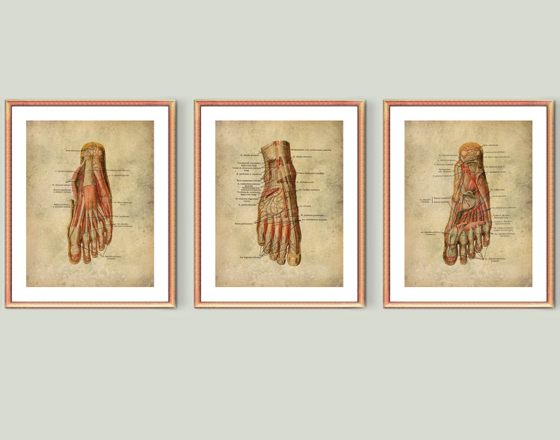3 Vintage Foot Anatomy Posters Orthopedic Anatomy Medical Art - Etsy