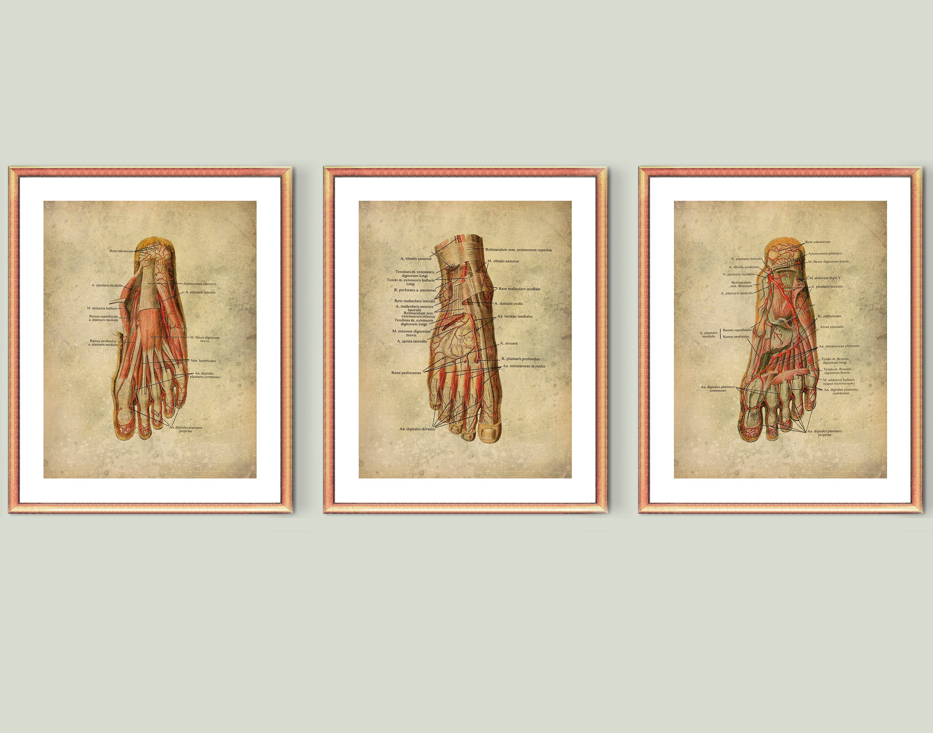 3 Vintage Foot Anatomy Posters Orthopedic Anatomy Medical Art - Etsy