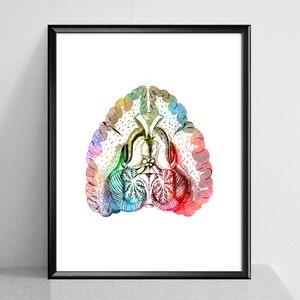 Neurology Watercolor Art Brain Structure Poster Brain Biology - Etsy