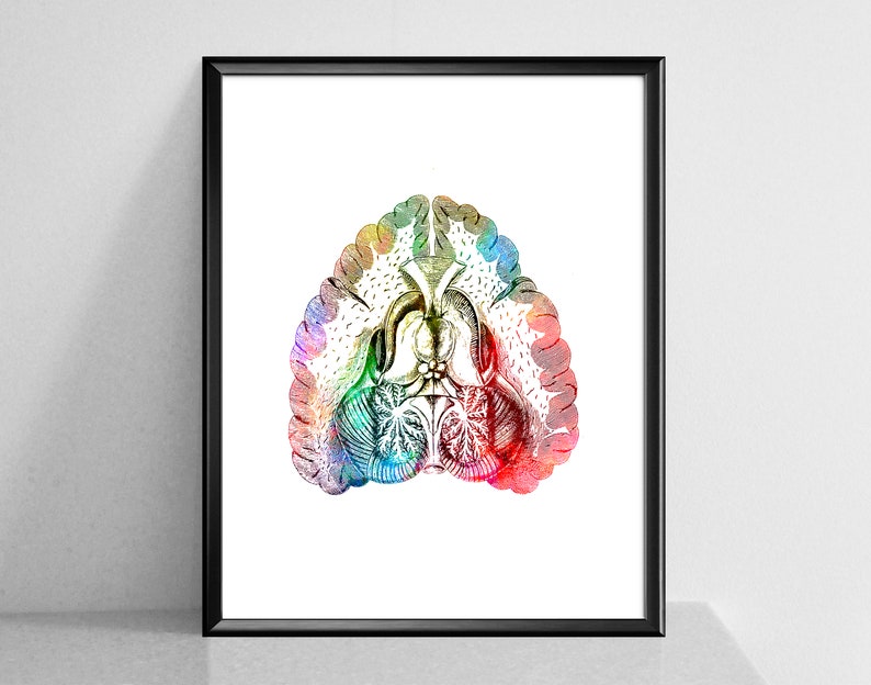 Neurology Watercolor Art Brain Structure Poster Brain Biology - Etsy