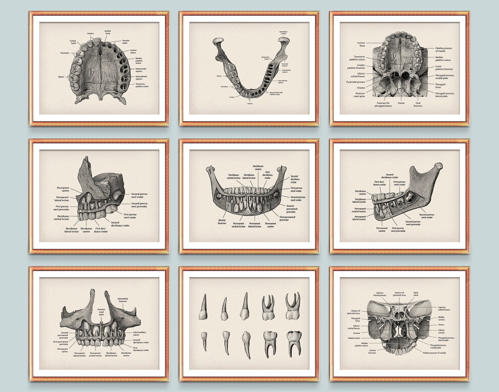 9 Dentistry Posters Dental Clinic Decor Dentist Gift Vintage - Etsy