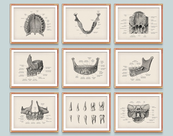 9 Dentistry Posters Dental Clinic Decor Dentist Gift Vintage | Etsy