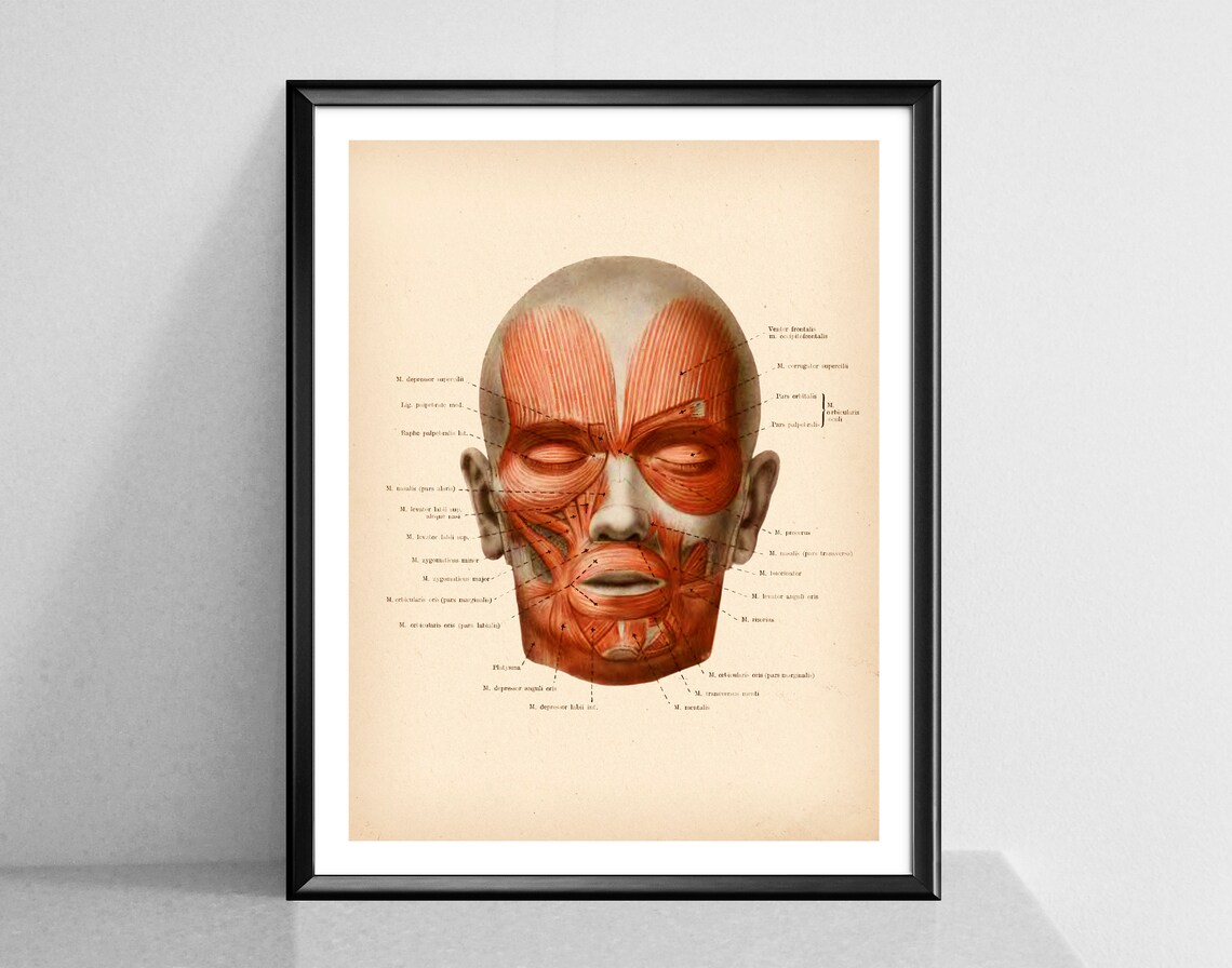 Facial Muscles Poster Anatomical Face Art Human Anatomy Art - Etsy