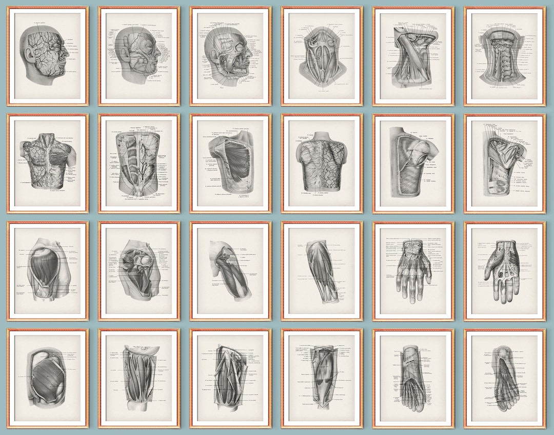 24 Muscle Anatomy Posters Medical Art Physiology Print Muscular System ...