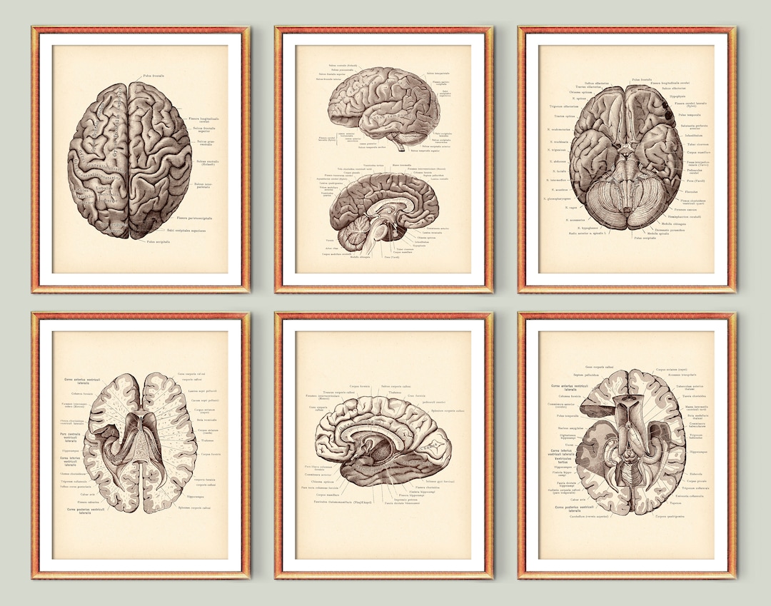 Neurology Vintage Posters, Brain Anatomy Print, Brain Cross Section ...