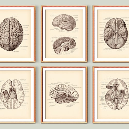 12 Anatomical Brain Posters Neurology Art Medical Decor Human - Etsy