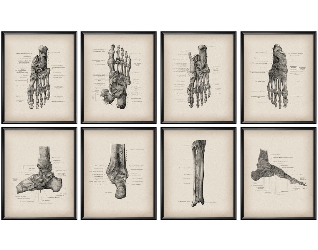 8 Vintage Foot Bones Posters Podiatry Art Anatomy Art Chiropractor Gift ...