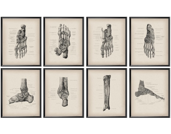 8 Vintage Foot Bones Posters Podiatry Art Anatomy Art | Etsy