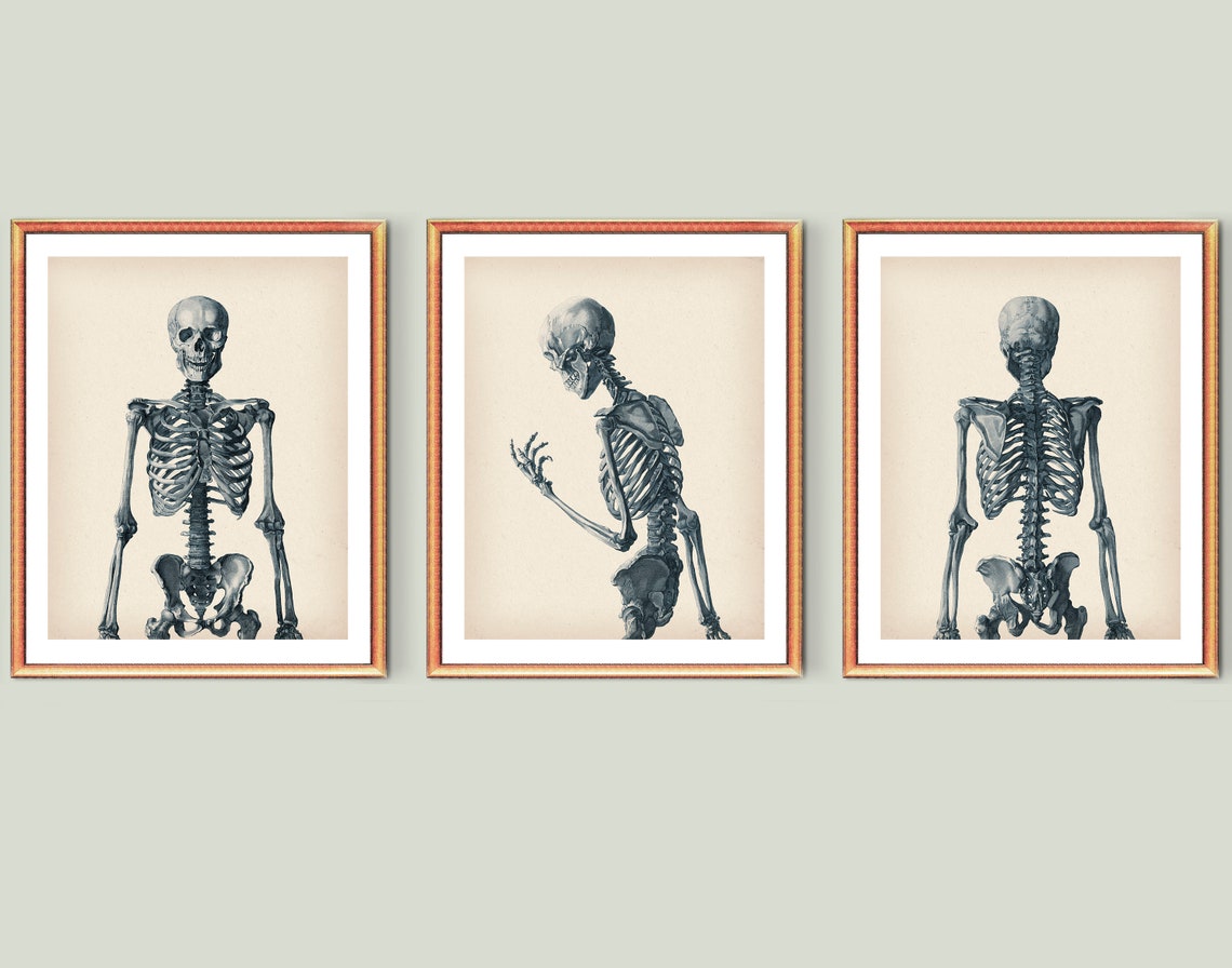 Human Skeleton Art Chiropractic Clinic Decor Doctor Gift | Etsy