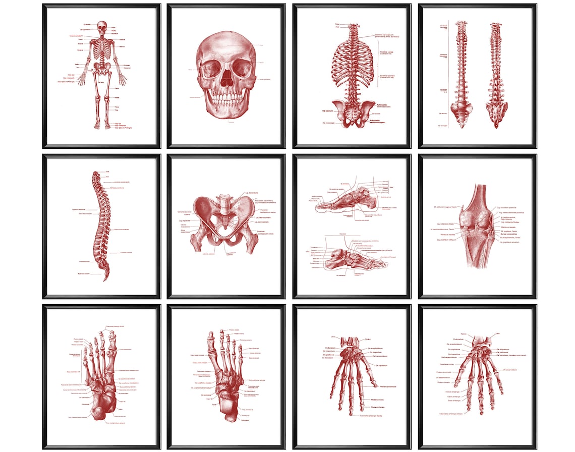 Human Skeletal System Poster Set of 12 Skeletal Bones Art - Etsy