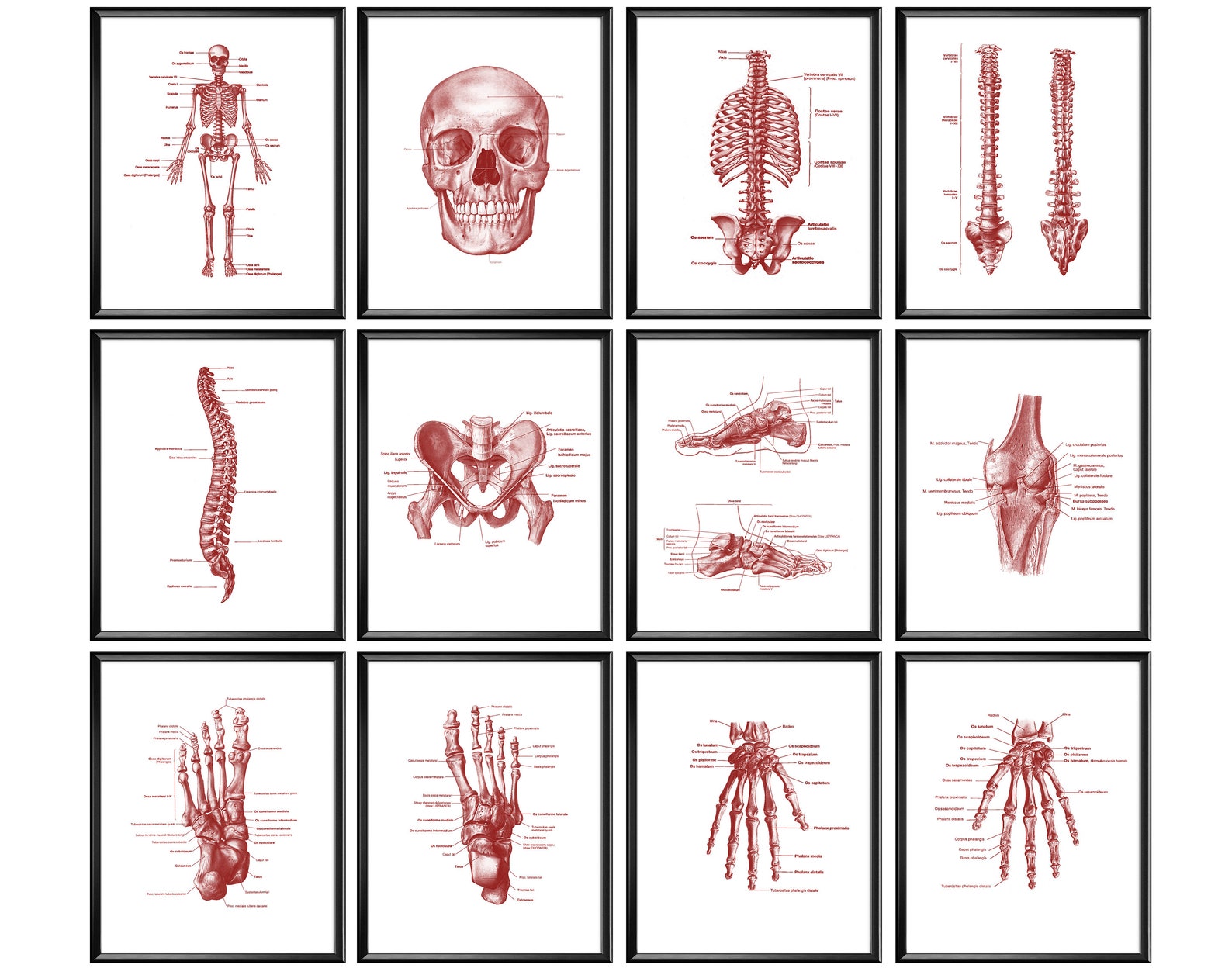 Human Skeletal System Poster Set of 12 Skeletal Bones Art - Etsy