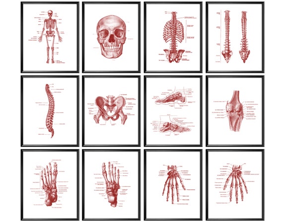 Human Skeletal System Poster Set of 12 Skeletal Bones Art | Etsy