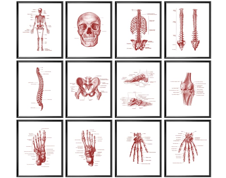 Human Skeletal System Poster Set of 12, Skeletal Bones Art, Skeleton ...