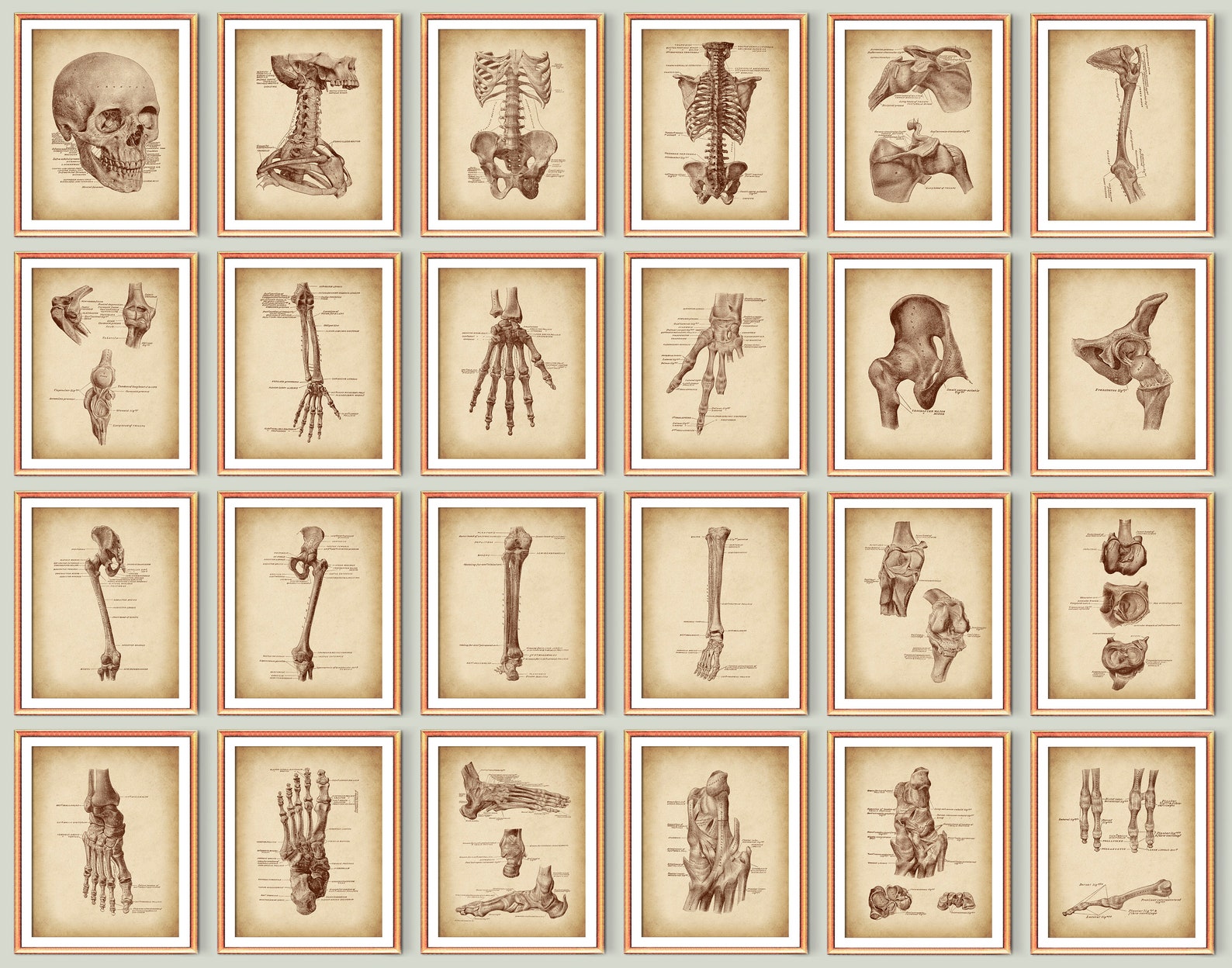 Human Skeleton Anatomy Poster Set of 24 Vintage Physiology Art - Etsy