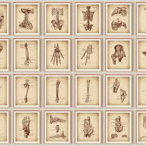 Human Skeleton Anatomy Poster Set of 24 Vintage Physiology Art ...