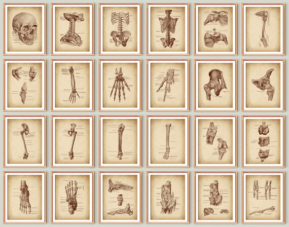 Human Skeleton Anatomy Poster Set of 24 Vintage Physiology Art - Etsy