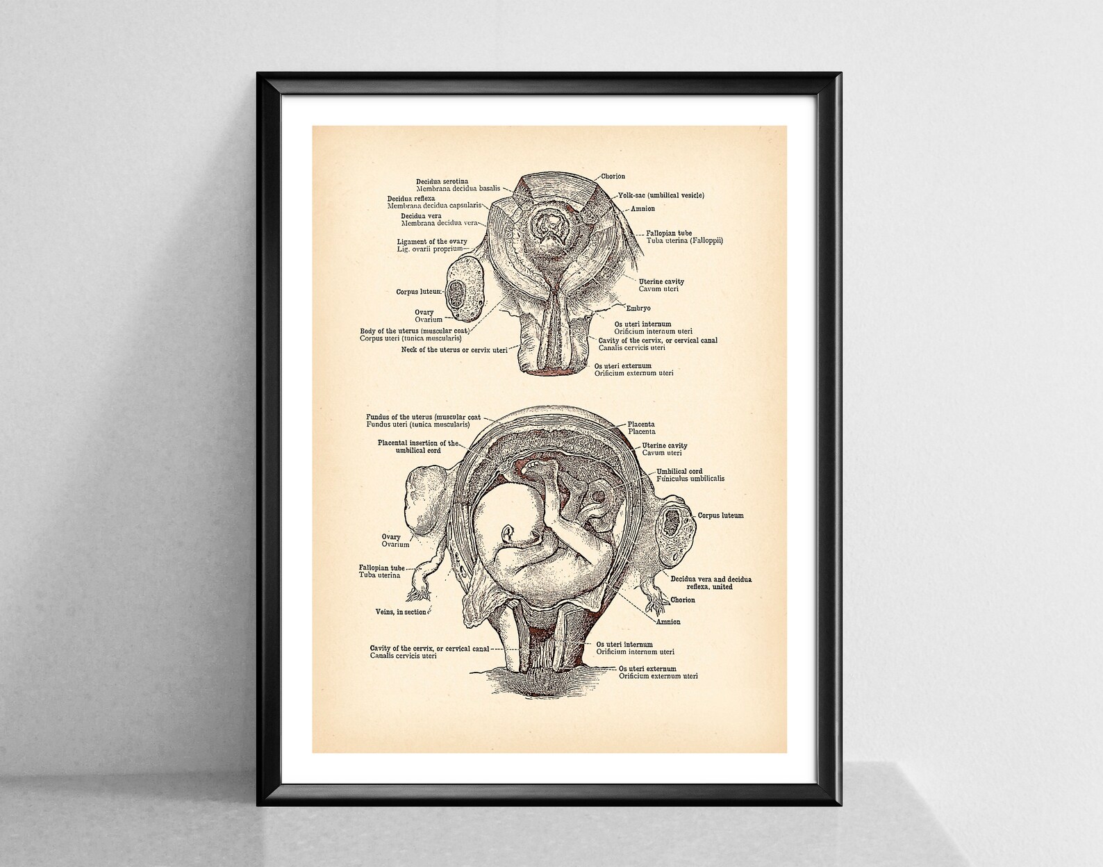 Fetus in Womb Vintage Poster Fetal Development Print Female | Etsy