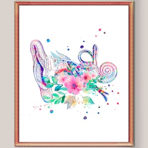 Ear Anatomy Art Auditory System Art Medical Art Inner Ear Structure ...