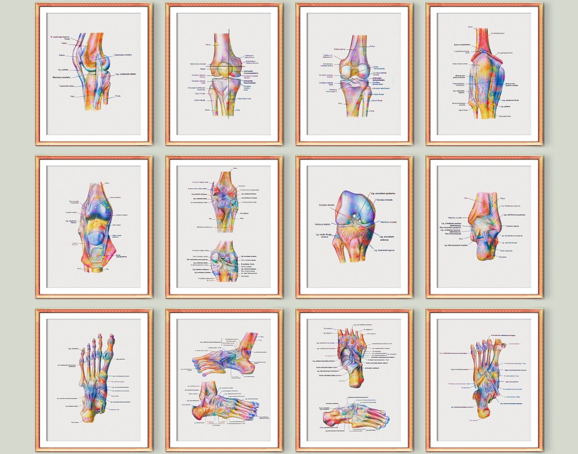 Foot Anatomy Labeled Diagram Knee Joint Foot Bones Printable Art ...