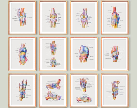 Foot Anatomy Labeled Diagram Knee Joint Foot Bones Printable - Etsy